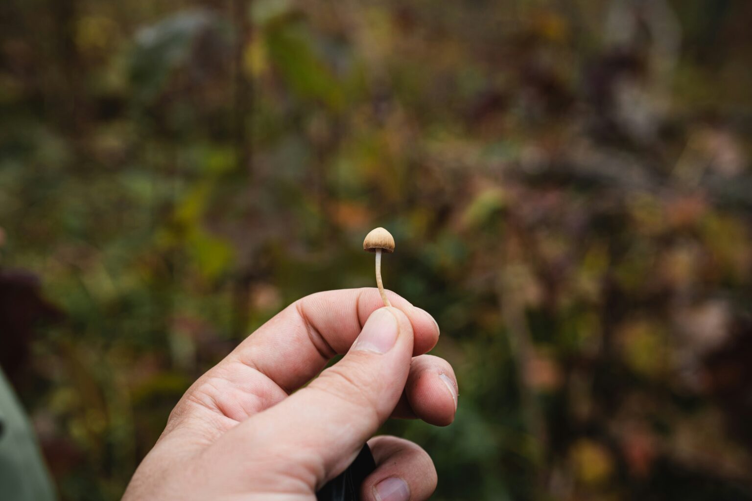 Psilocybin vs Traditional Medications: What’s the Difference? - Renew ...
